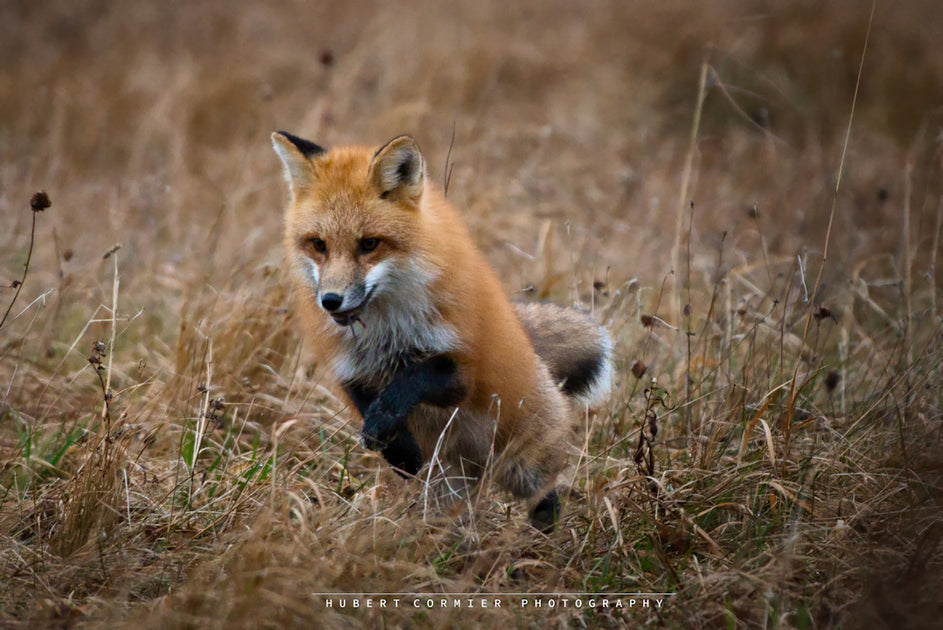 Hubert Cormier Photography – Excellence NB