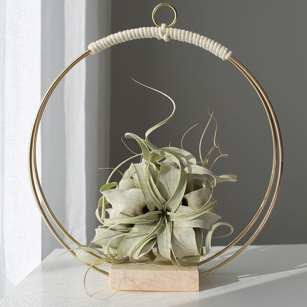 Plant Hanger – Excellence NB